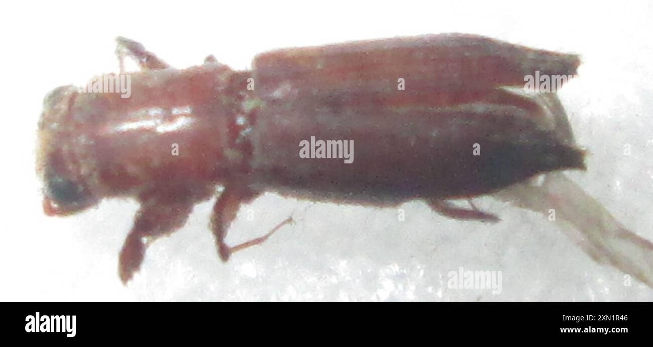 Pinhole Borer Beetles (Platypodinae) Insecta Stock Photo - Alamy