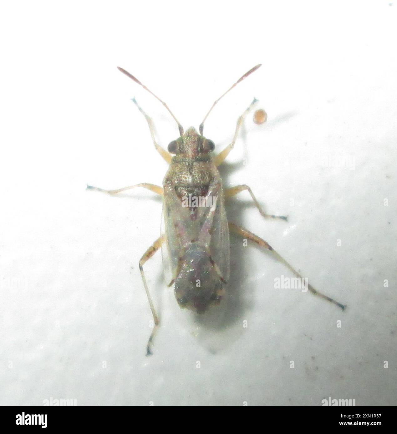 False chinch bugs (Nysius) Insecta Stock Photo - Alamy