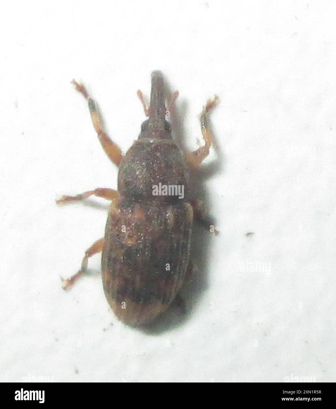 True Weevils (Curculionidae) Insecta Stock Photo - Alamy