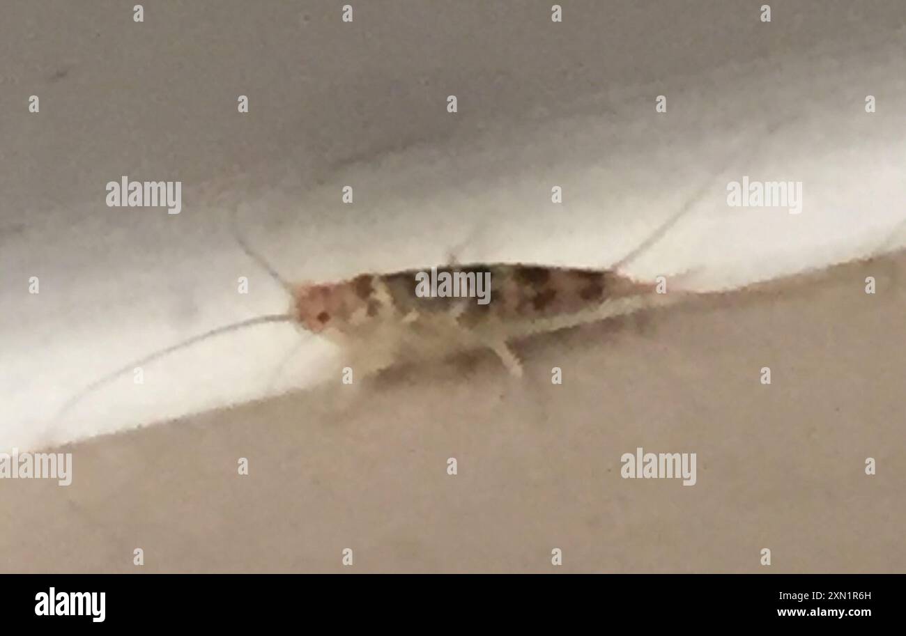 Firebrat (Thermobia domestica) Insecta Stock Photo - Alamy