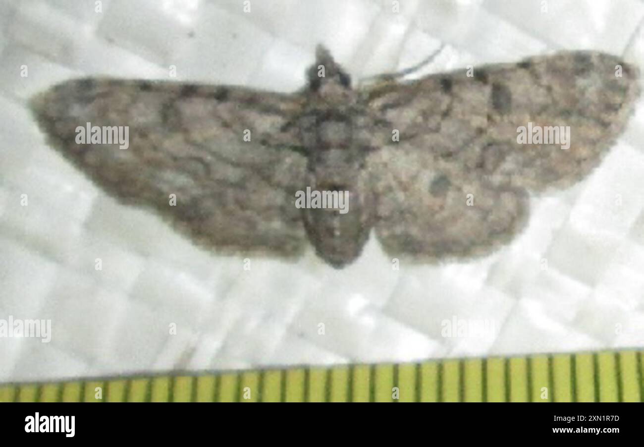 Geometer Moths (Geometridae) Insecta Stock Photo - Alamy