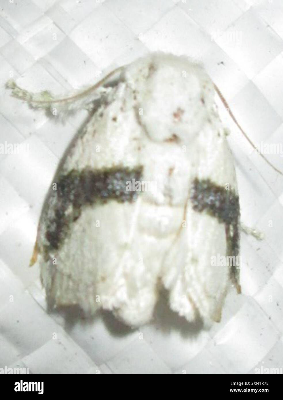 Slug Caterpillar Moths (Limacodidae) Insecta Stock Photo - Alamy