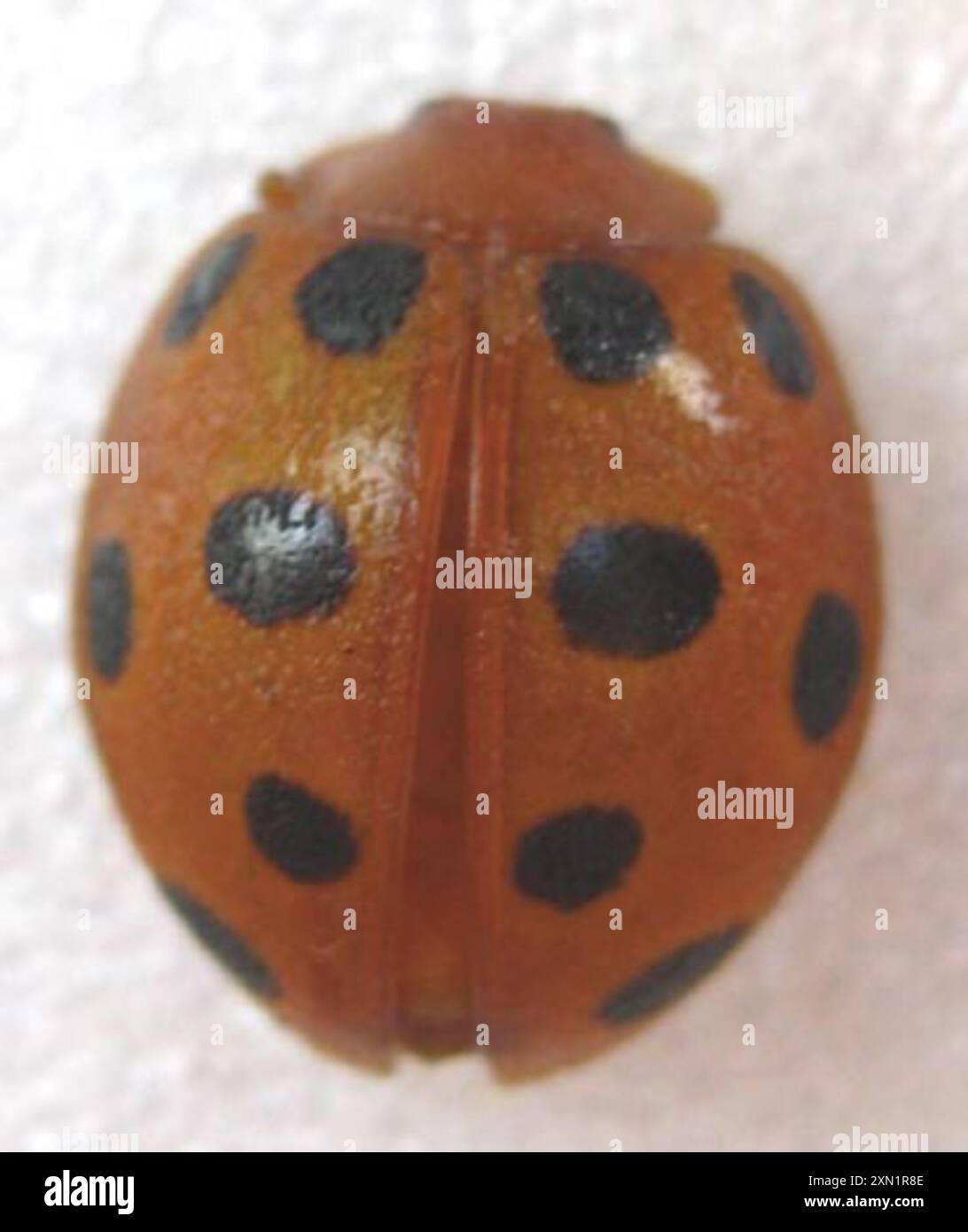 Lady Beetles (Coccinellidae) Insecta Stock Photo - Alamy