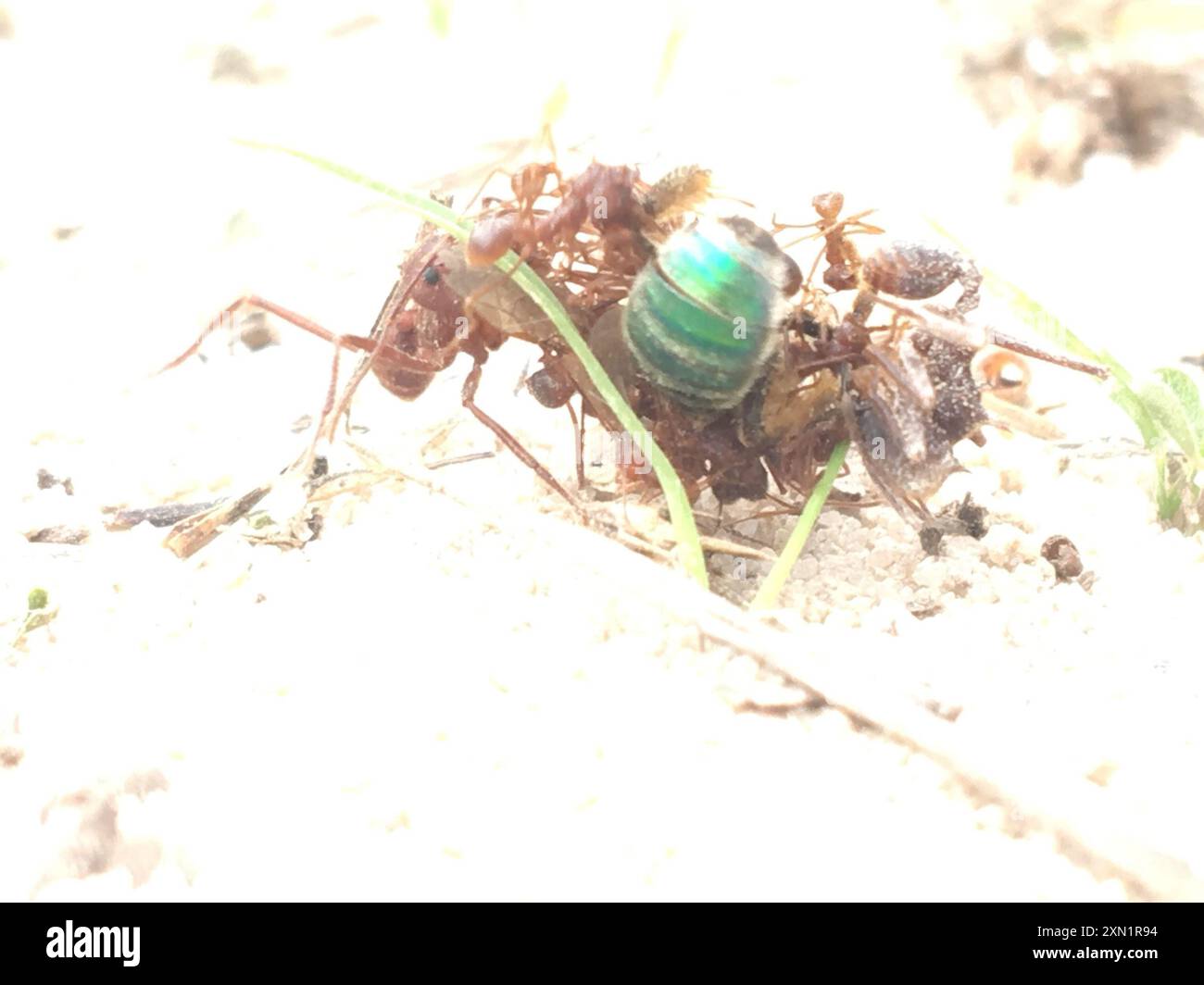 Texas Leafcutter Ant (Atta texana) Insecta Stock Photo - Alamy