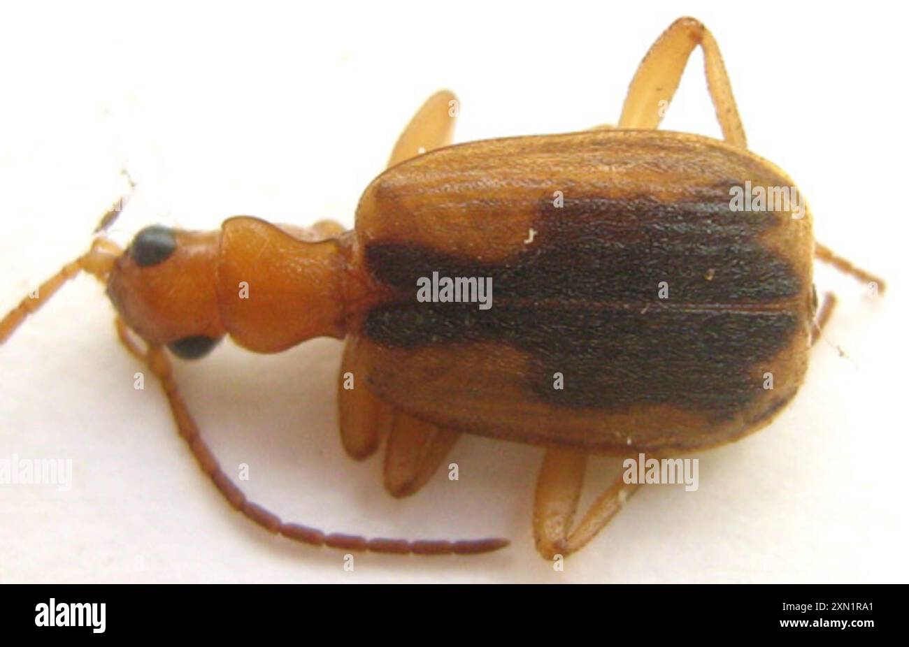 (Brachinus dorsalis) Insecta Stock Photo - Alamy