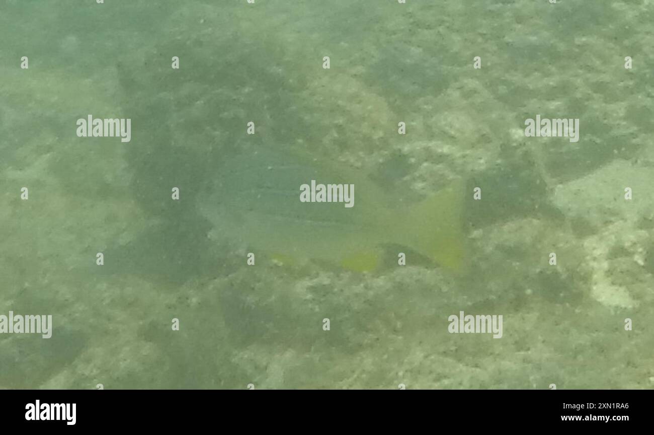 Bluestriped Snapper (Lutjanus kasmira) Actinopterygii Stock Photo - Alamy