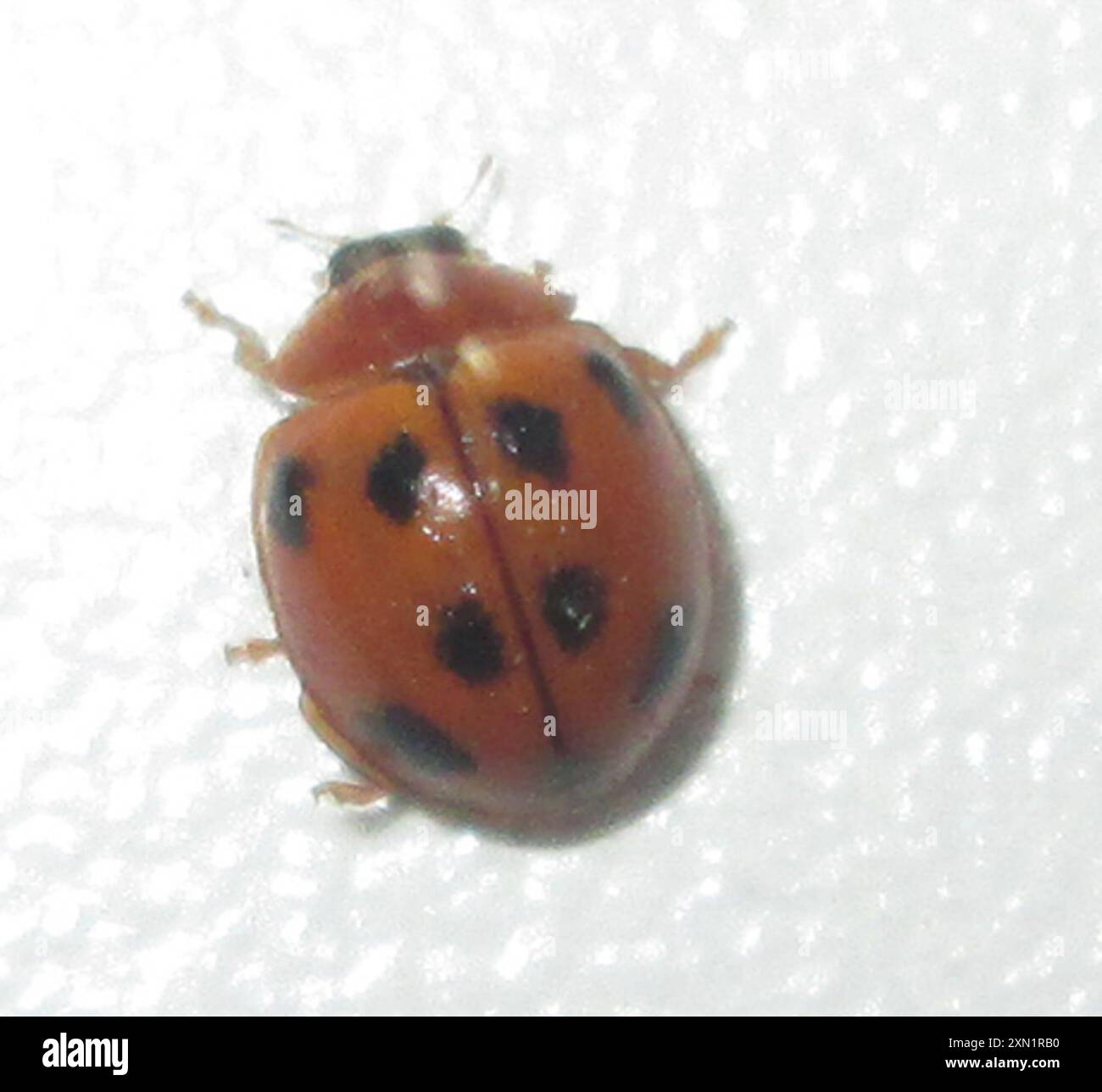 Lady Beetles (Coccinellidae) Insecta Stock Photo - Alamy