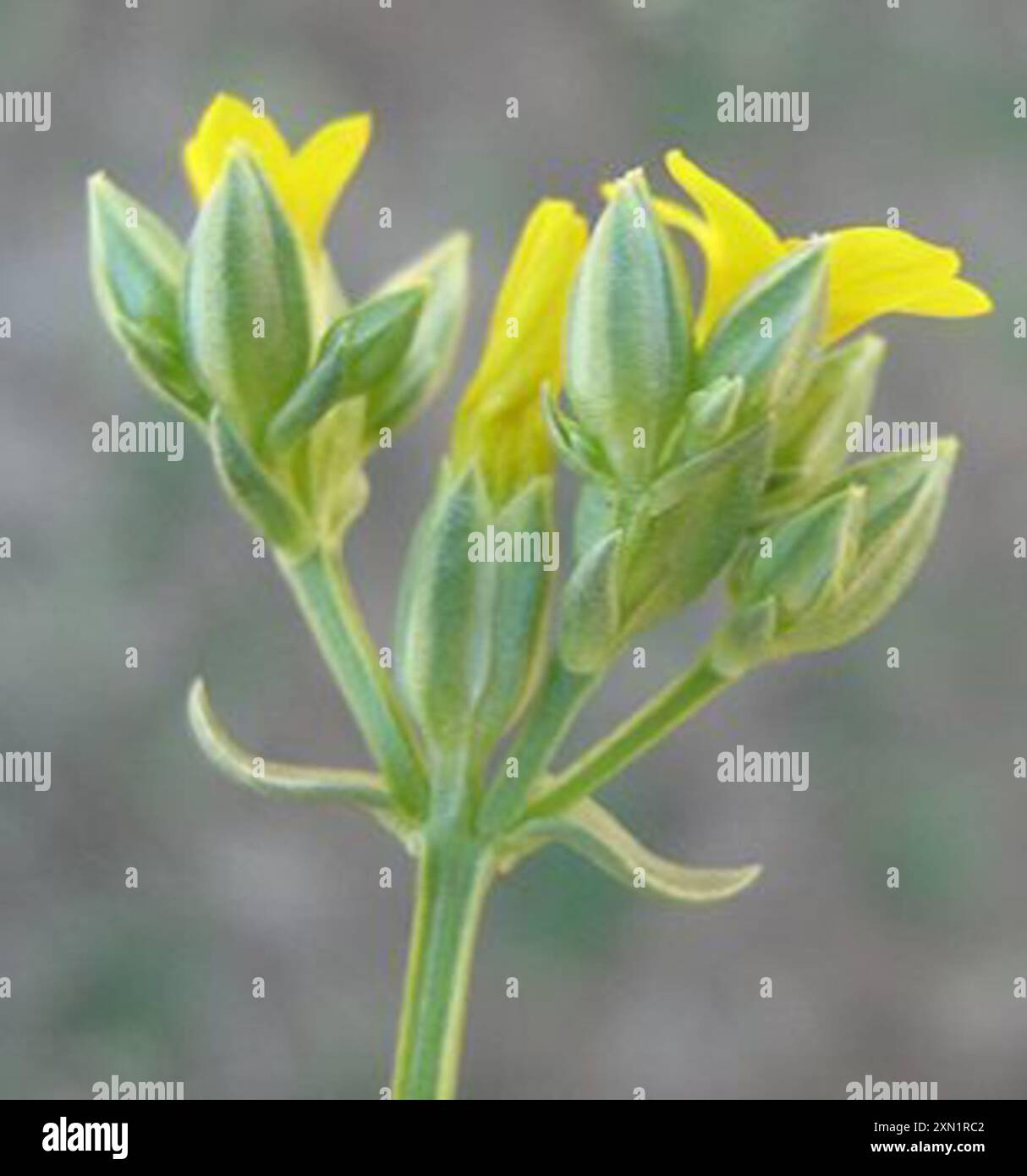 (Sebaea pentandra) Plantae Stock Photo - Alamy