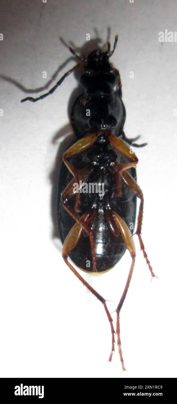 Vivid Metallic Ground Beetles (Chlaenius) Insecta Stock Photo - Alamy