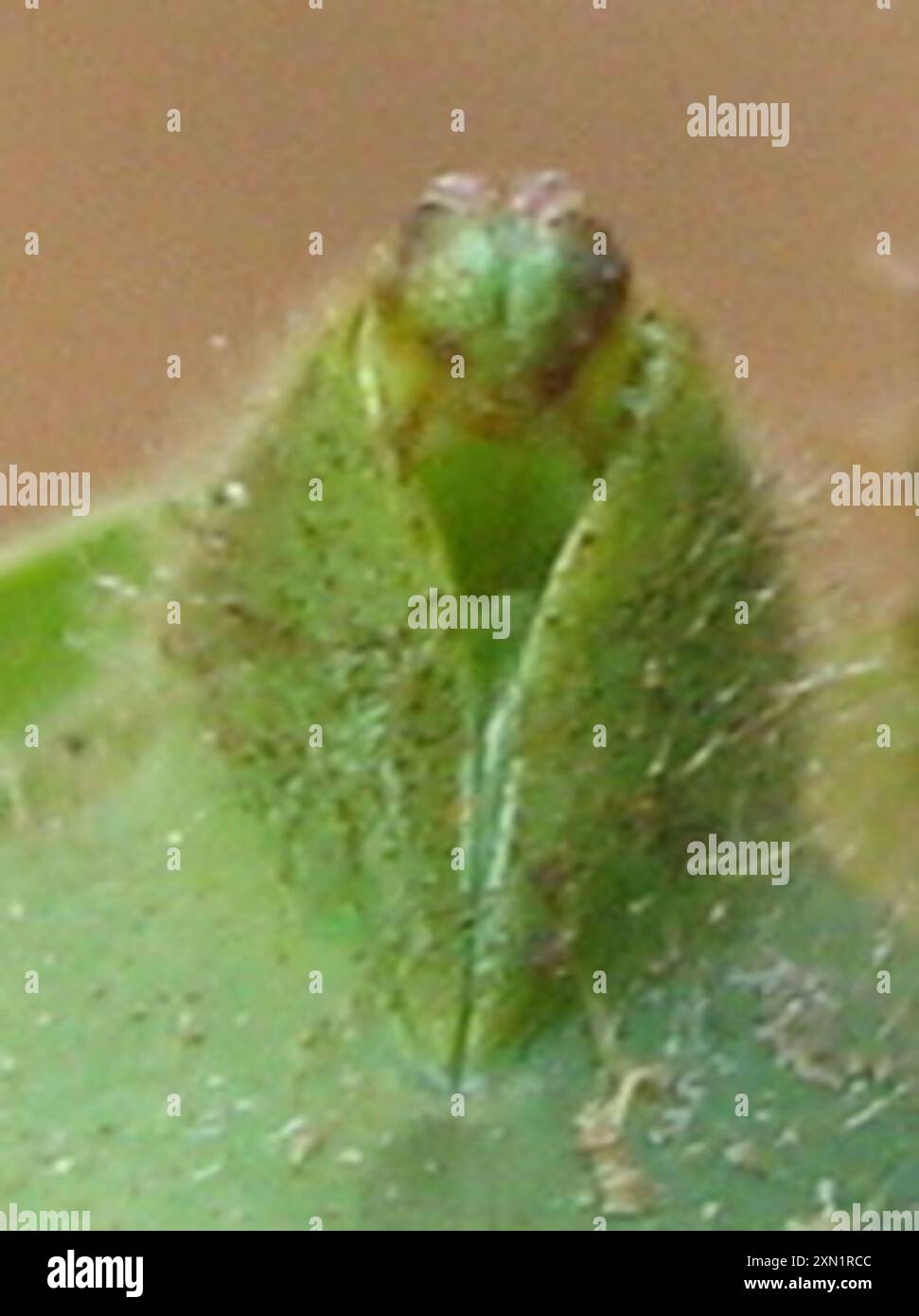 Common Green Mantis (Sphodromantis gastrica) Insecta Stock Photo - Alamy