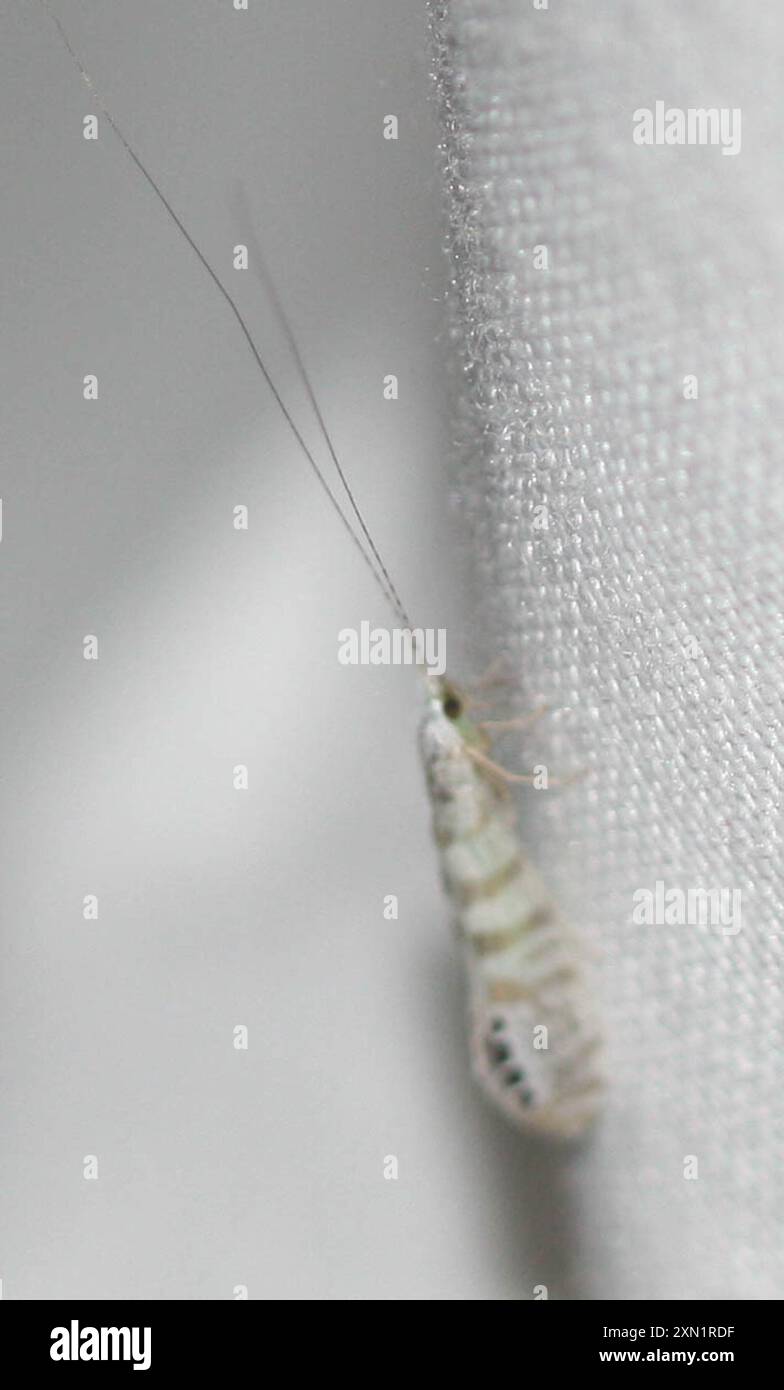 Nectopsyche hi-res stock photography and images - Alamy