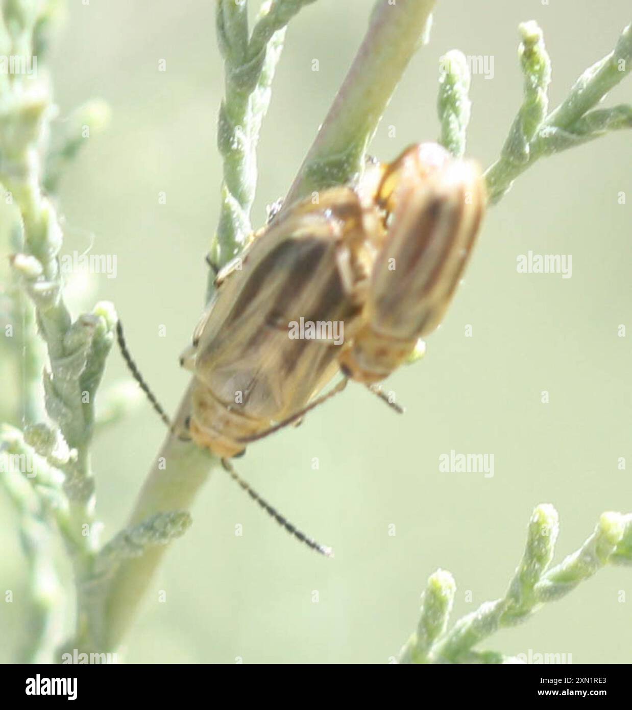 Tamarisk Beetles (Diorhabda) Insecta Stock Photo - Alamy