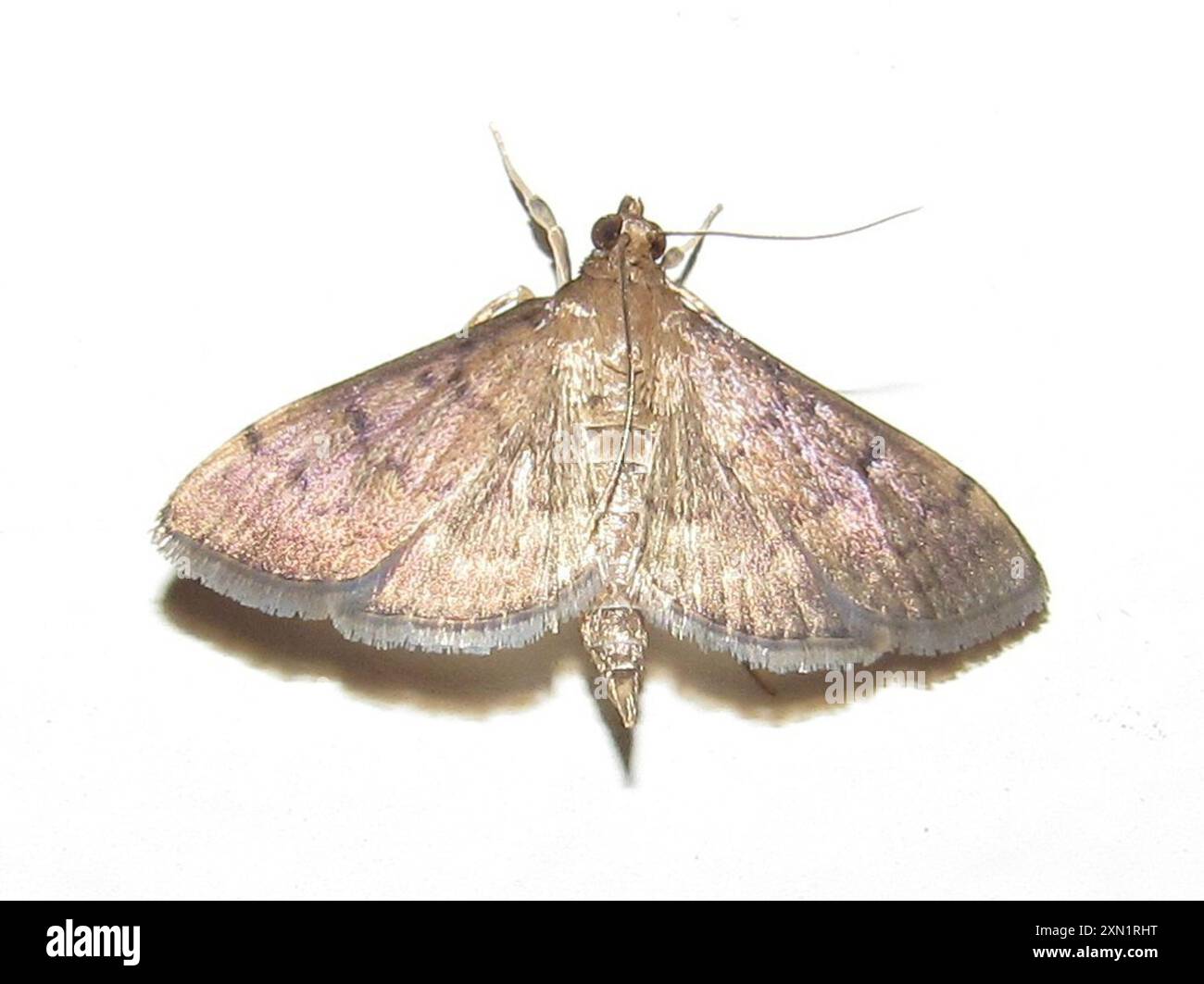 Dusky Herpetogramma Moth (Herpetogramma phaeopteralis) Insecta Stock ...