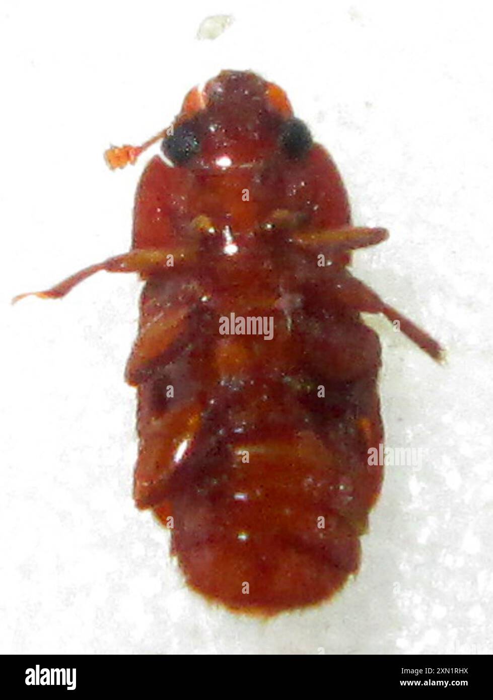 Sap beetles hi-res stock photography and images - Alamy