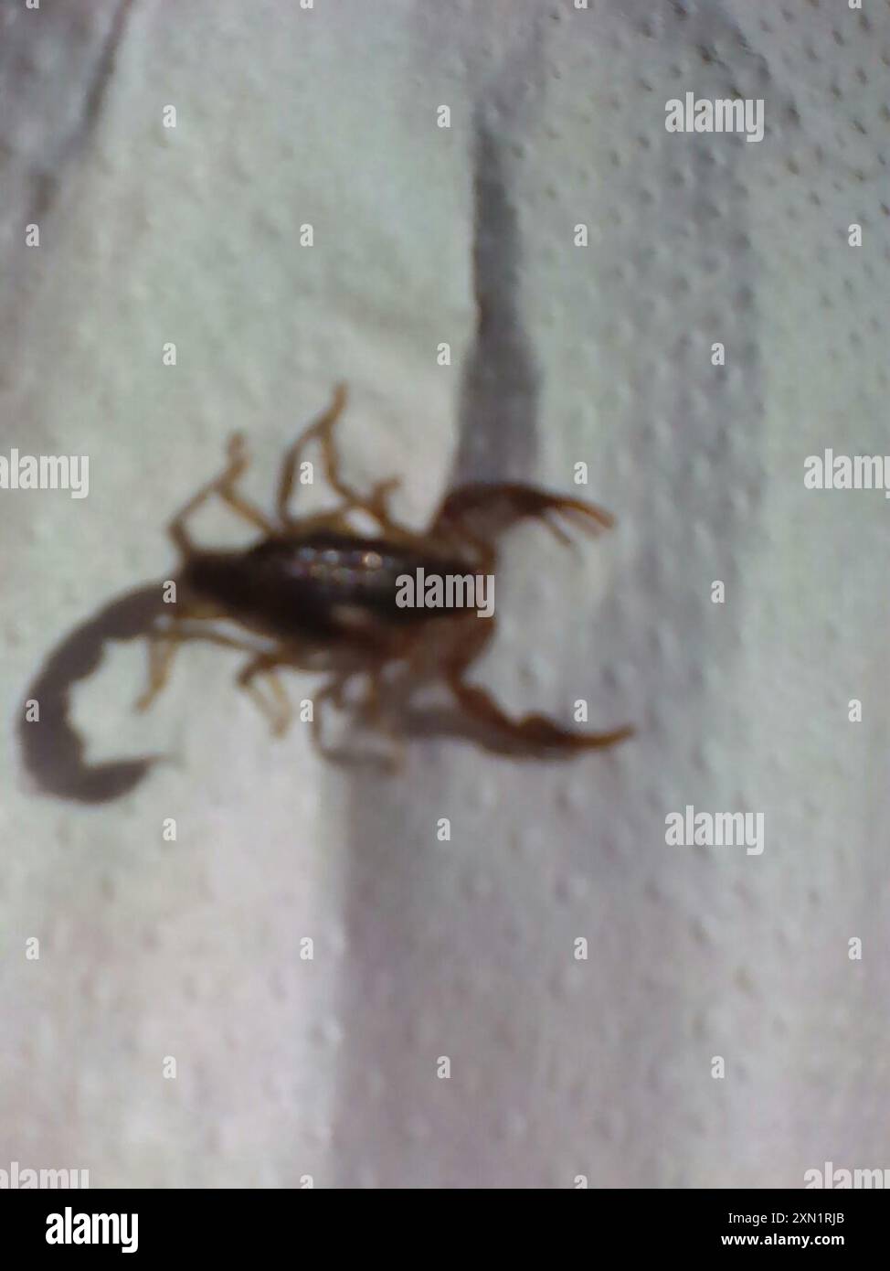 Lesser thicktail scorpion hi-res stock photography and images - Alamy