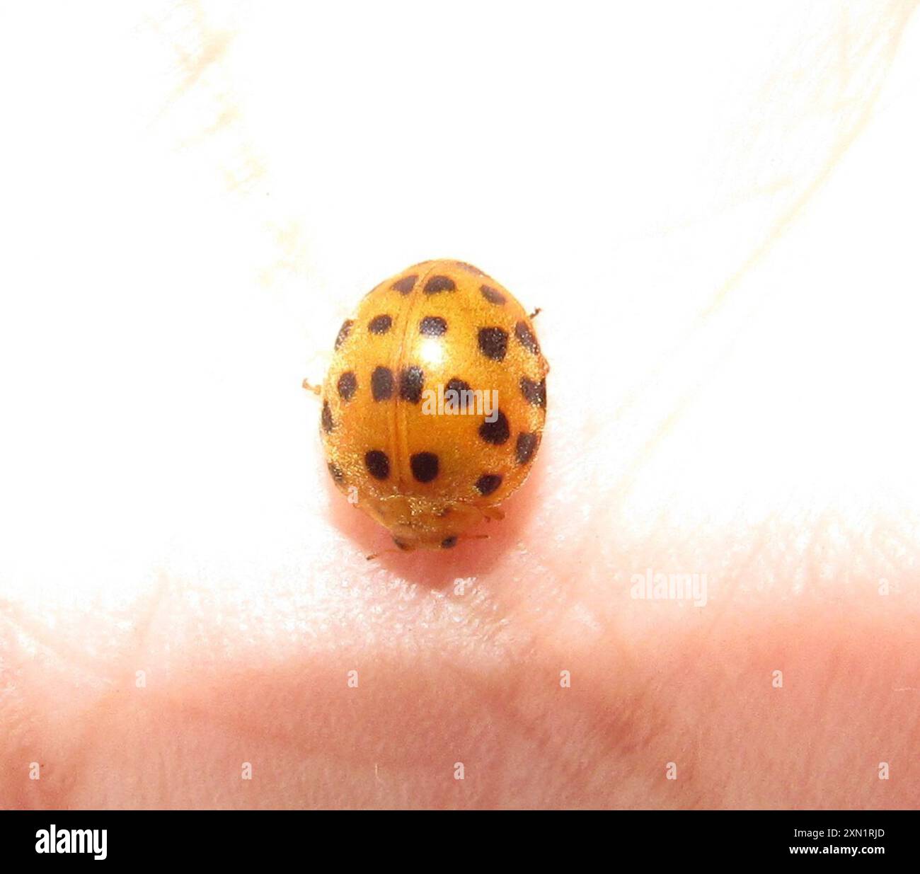 Hadda Beetle (Henosepilachna vigintioctopunctata) Insecta Stock Photo ...