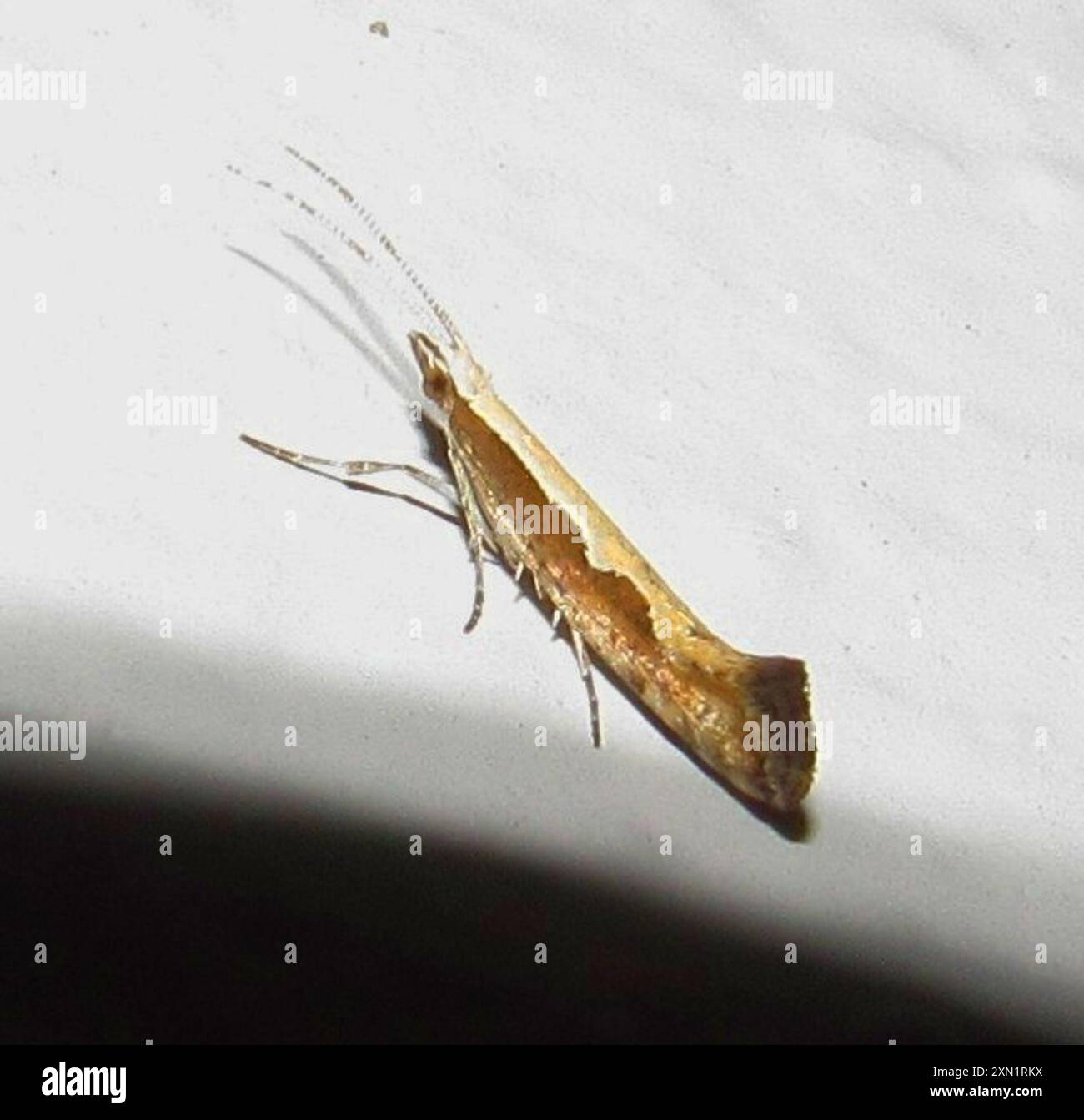 Diamondback Moth (Plutella xylostella) Insecta Stock Photo - Alamy