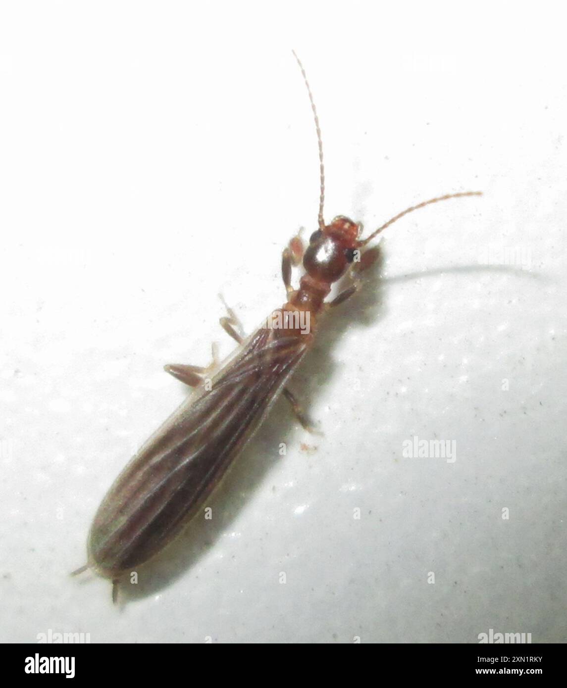 Webspinners (Embioptera) Insecta Stock Photo - Alamy