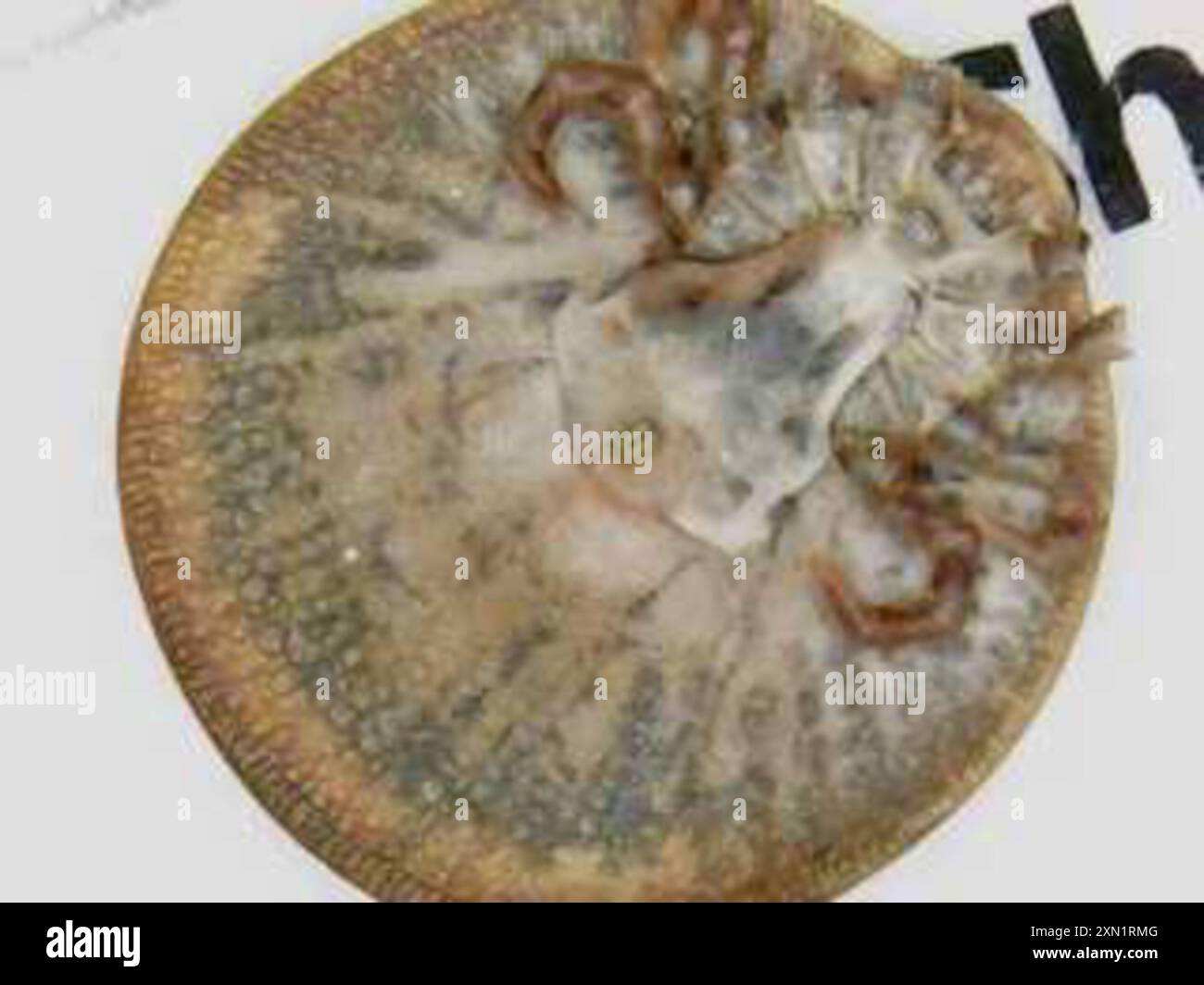 Argas hi-res stock photography and images - Alamy