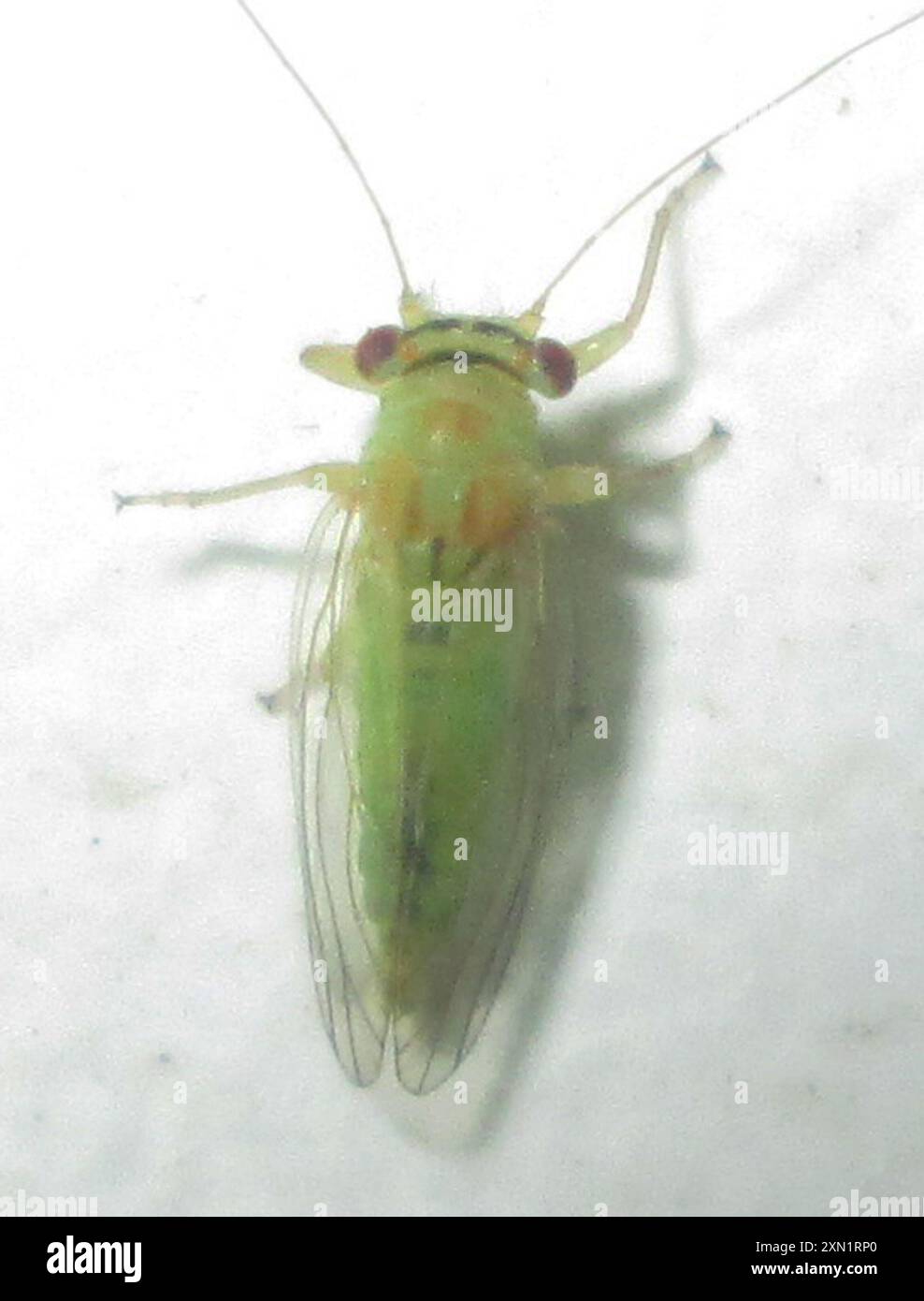 tipu psyllid (Platycorypha nigrivirga) Insecta Stock Photo - Alamy