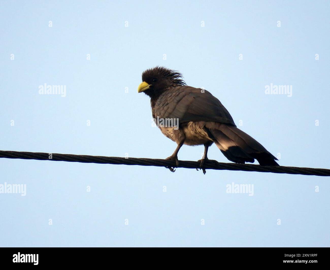 Eastern Plantain-eater (Crinifer zonurus) Aves Stock Photo - Alamy