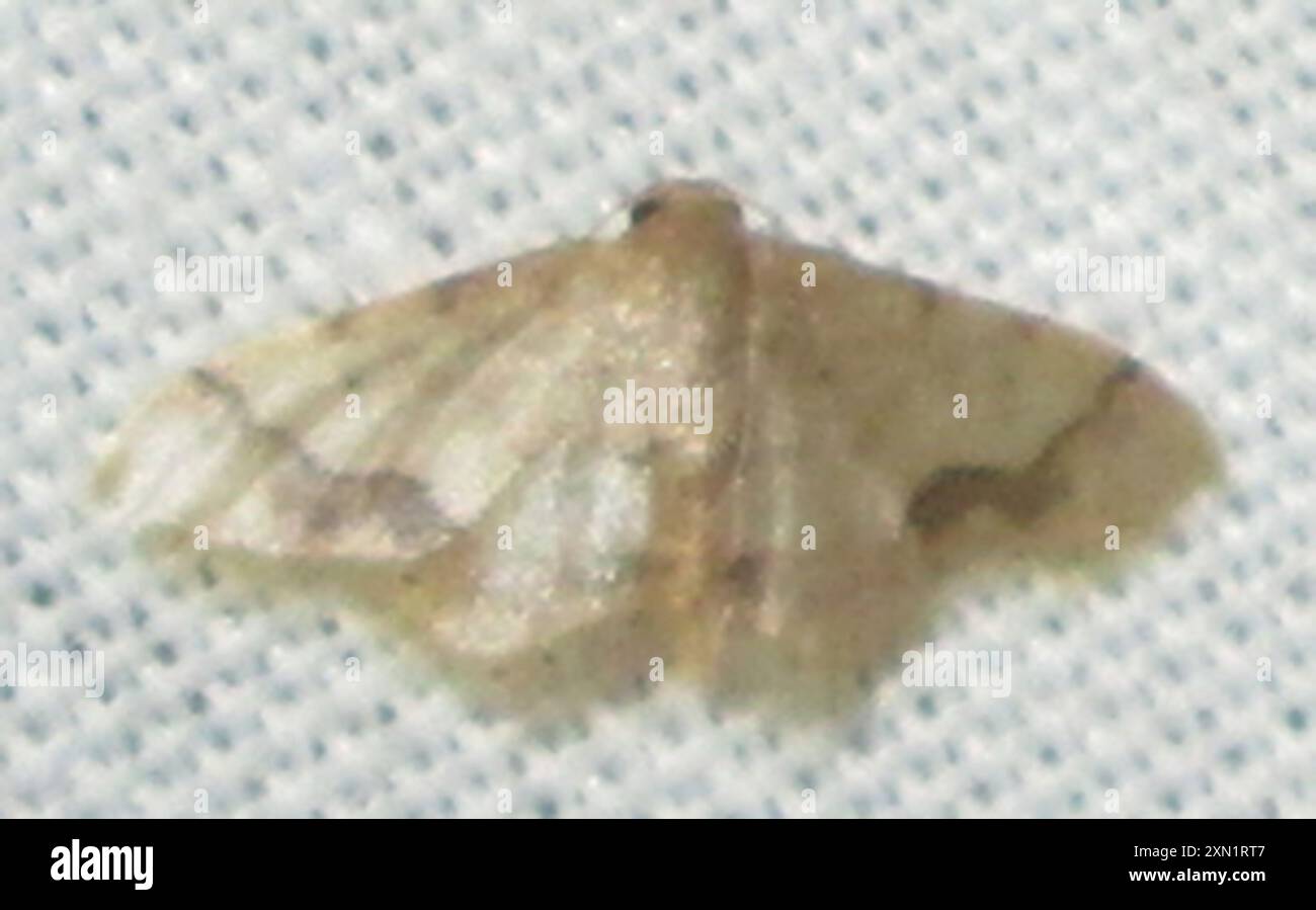 Geometer Moths (Geometridae) Insecta Stock Photo - Alamy