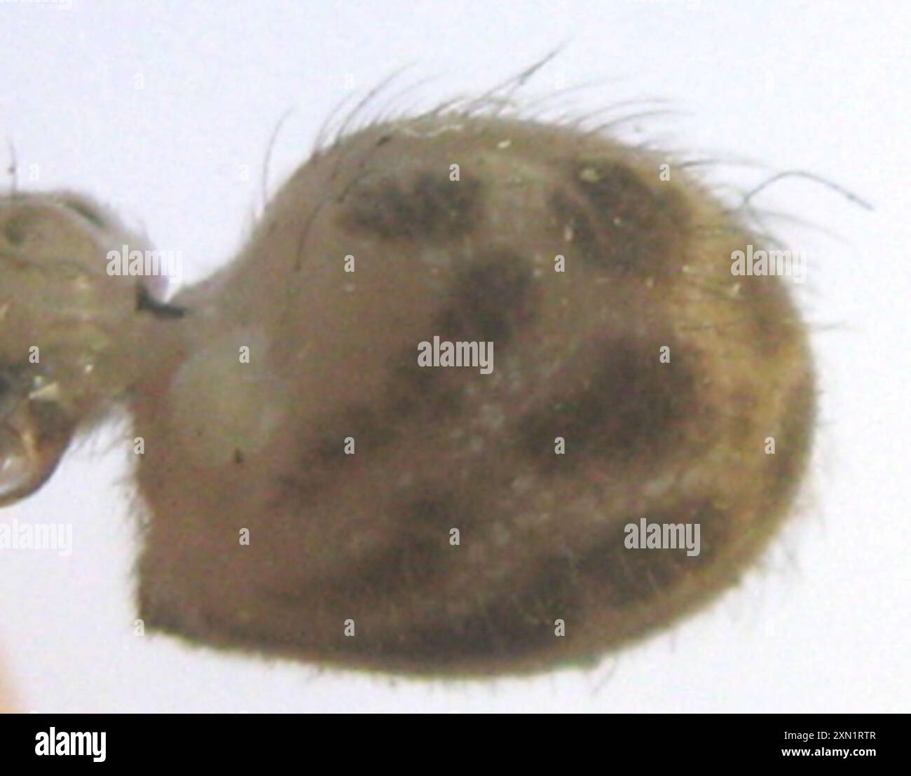 Cellar Spiders (Pholcidae) Arachnida Stock Photo - Alamy