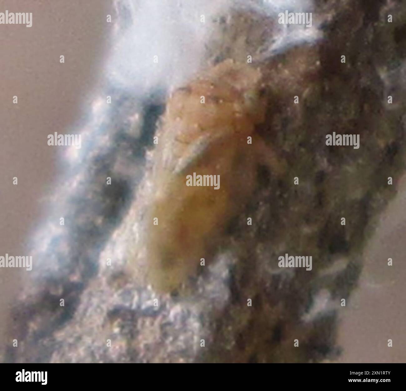 African Olive Psylla (Euphyllura longiciliata) Insecta Stock Photo - Alamy