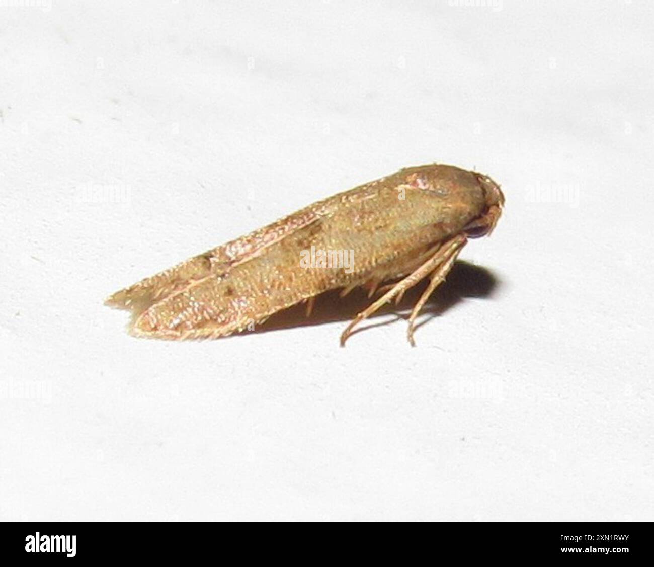 Curved-horn Moths (Gelechioidea) Insecta Stock Photo - Alamy