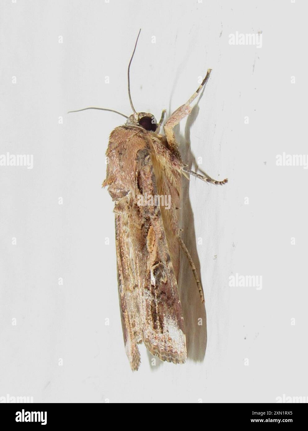 Fall Armyworm Moth (Spodoptera frugiperda) Insecta Stock Photo - Alamy