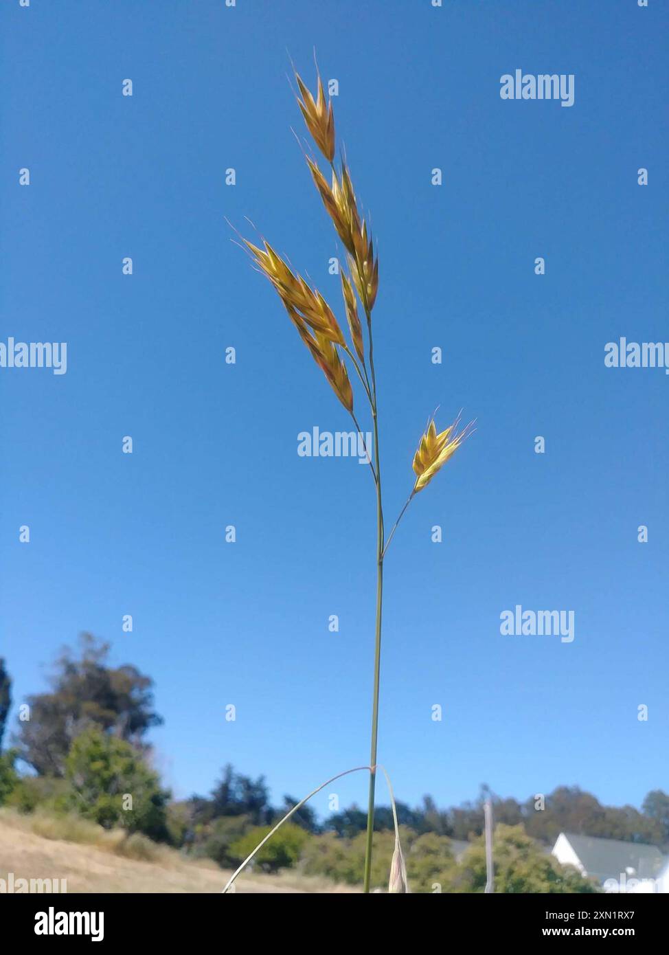 common soft brome (Bromus hordeaceus) Plantae Stock Photo - Alamy
