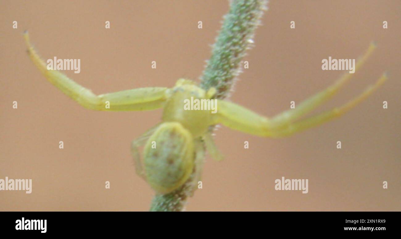 Crab Spiders (Thomisidae) Arachnida Stock Photo - Alamy