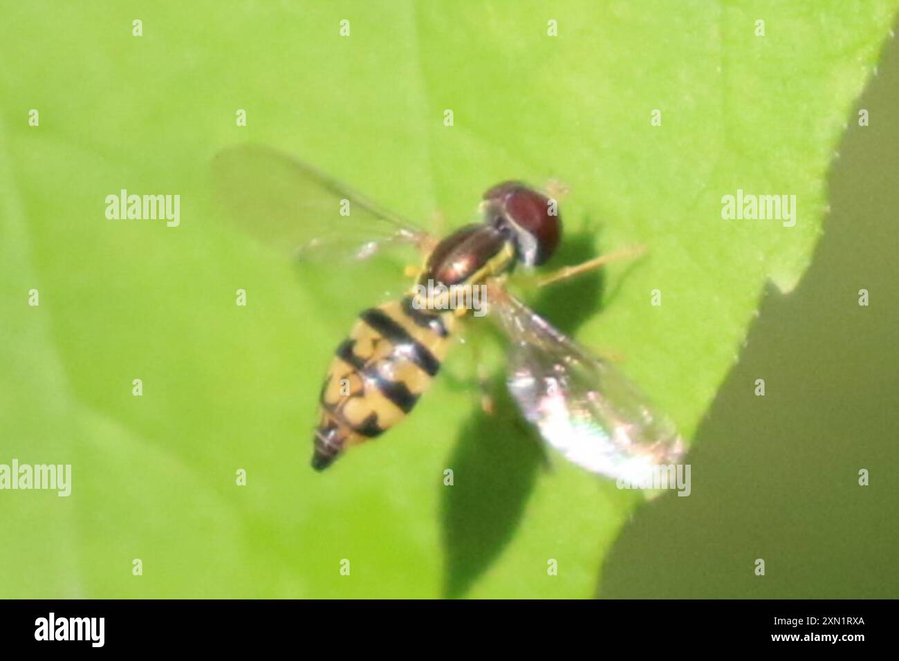Eastern Calligrapher (Toxomerus geminatus) Insecta Stock Photo - Alamy