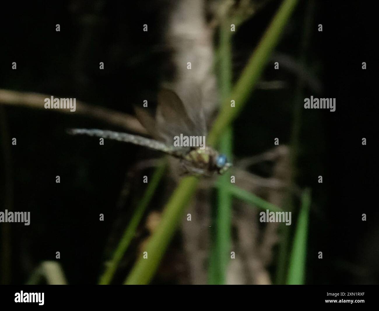 Cyrano Darner (Nasiaeschna pentacantha) Insecta Stock Photo - Alamy