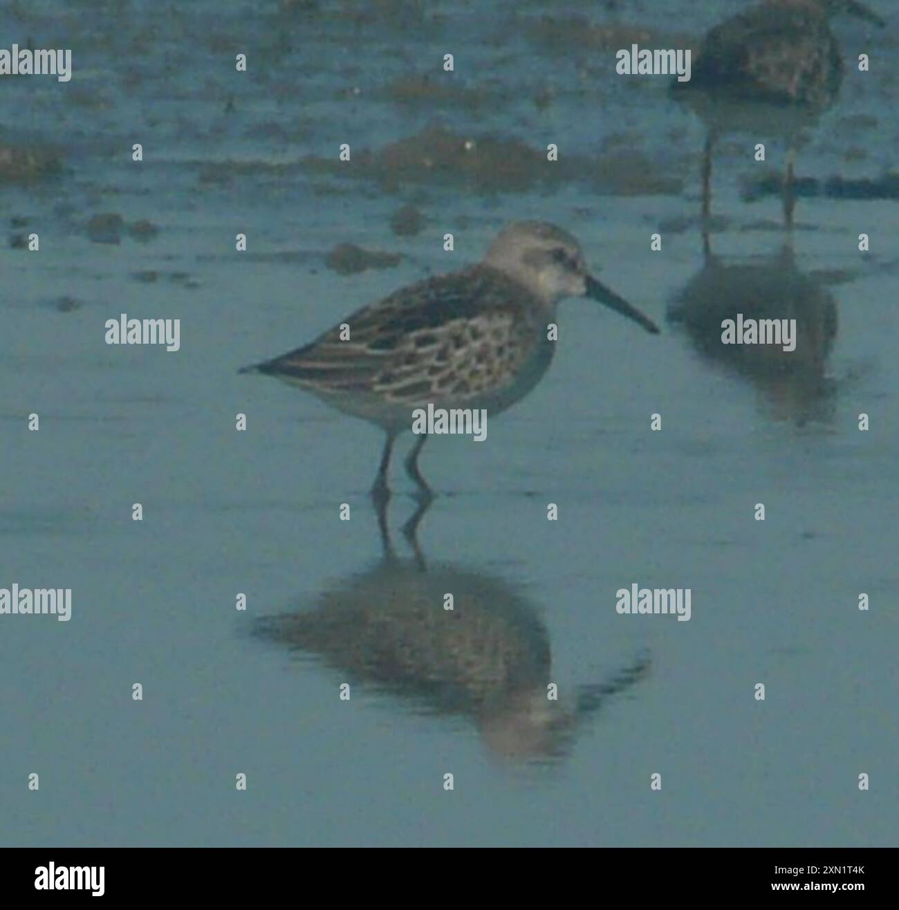 Western Sandpiper (Calidris mauri) Aves Stock Photo - Alamy