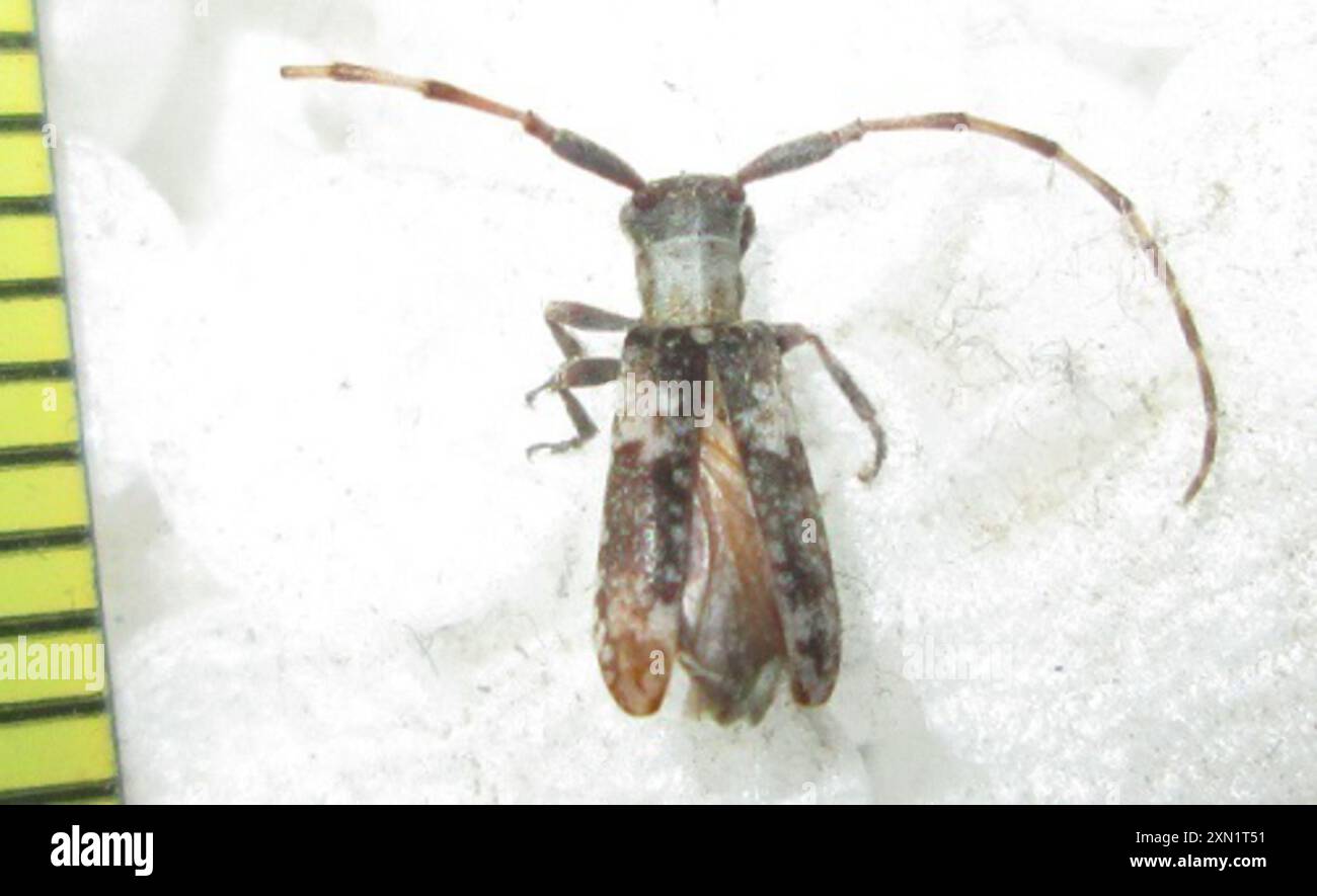 (Eunidia spilotoides) Insecta Stock Photo - Alamy