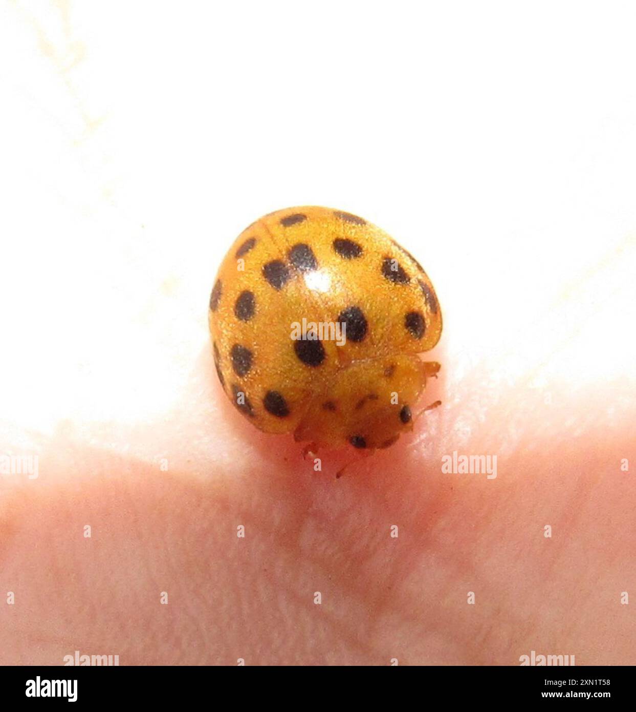 Hadda Beetle (Henosepilachna vigintioctopunctata) Insecta Stock Photo ...