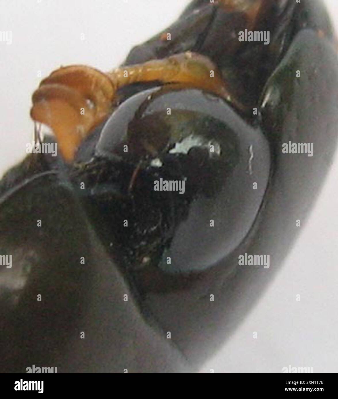 Giant Water Scavenger Beetles (Hydrophilus) Insecta Stock Photo - Alamy