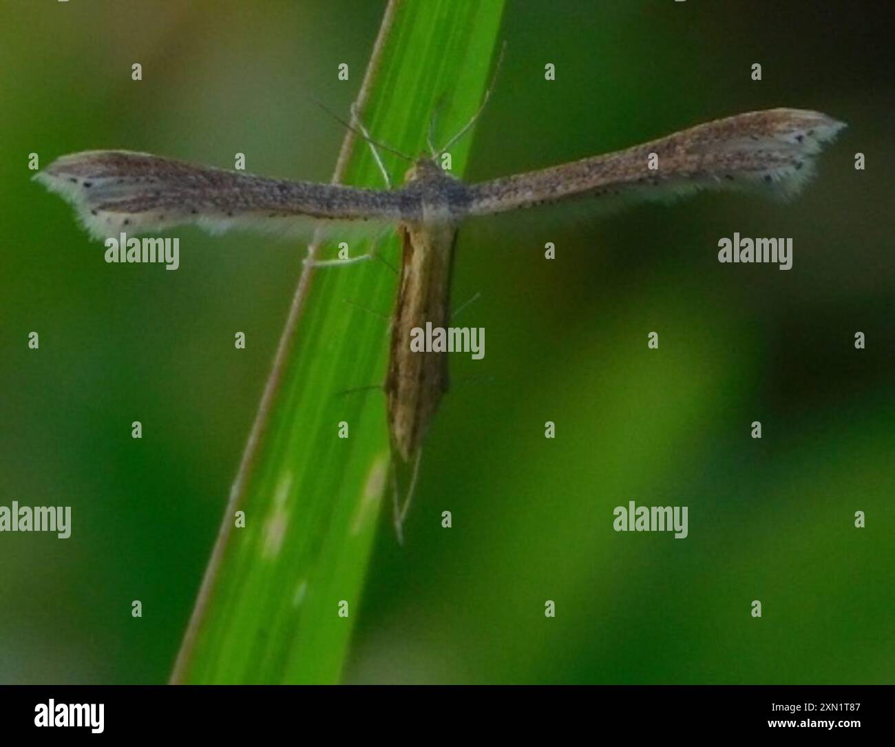 Dwarf Plume Moth (Exelastis pumilio) Insecta Stock Photo - Alamy