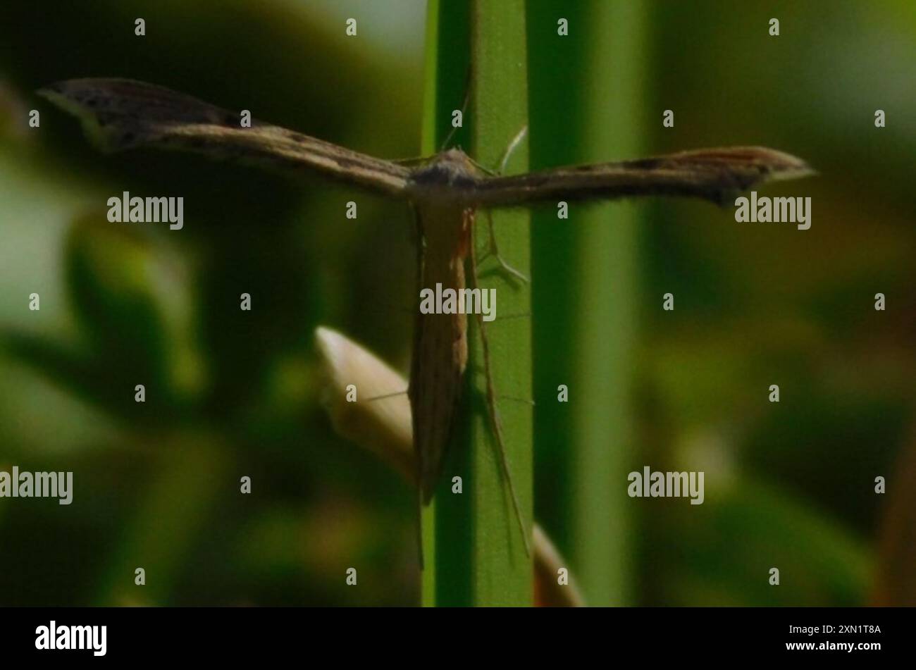 Dwarf Plume Moth (Exelastis pumilio) Insecta Stock Photo - Alamy
