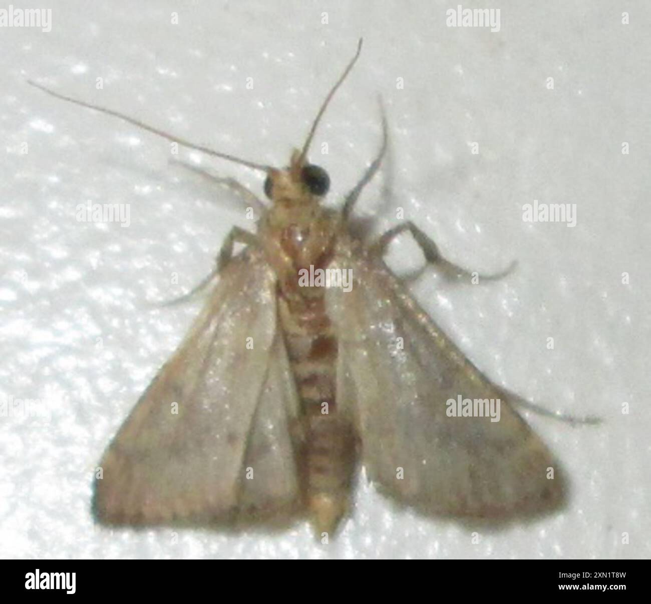 Butterflies and Moths (Lepidoptera) Insecta Stock Photo - Alamy