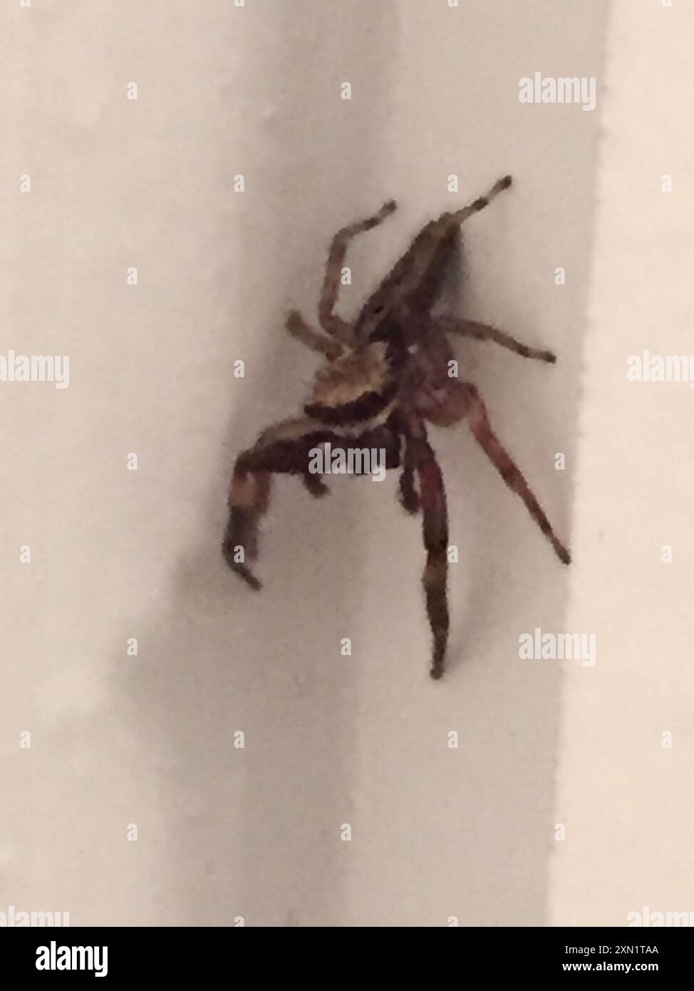 Golden-brown Jumping Spider (Trite auricoma) Arachnida Stock Photo - Alamy