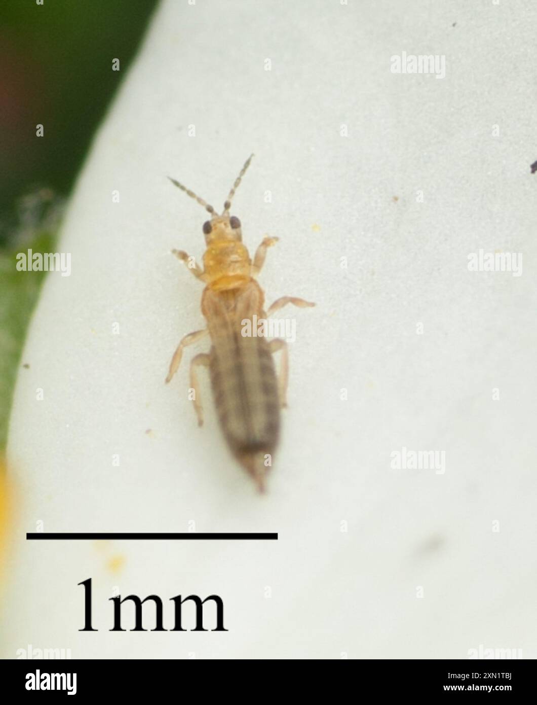 Western flower thrips hi-res stock photography and images - Alamy