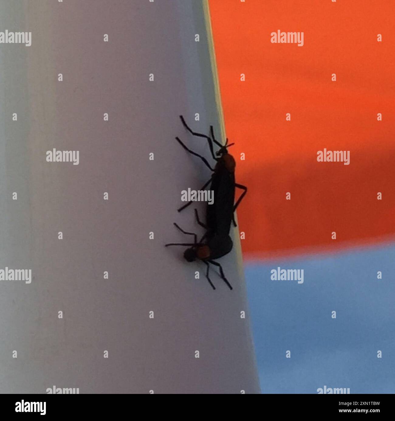 Common Lovebug (Plecia nearctica) Insecta Stock Photo - Alamy