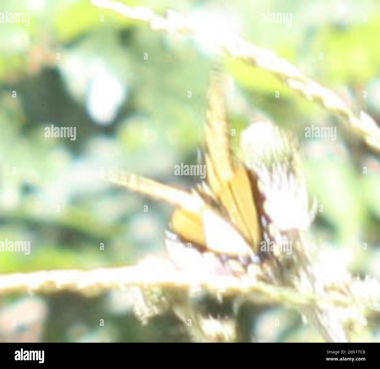 Tiger Swallowtails and Allies (Pterourus) Insecta Stock Photo - Alamy