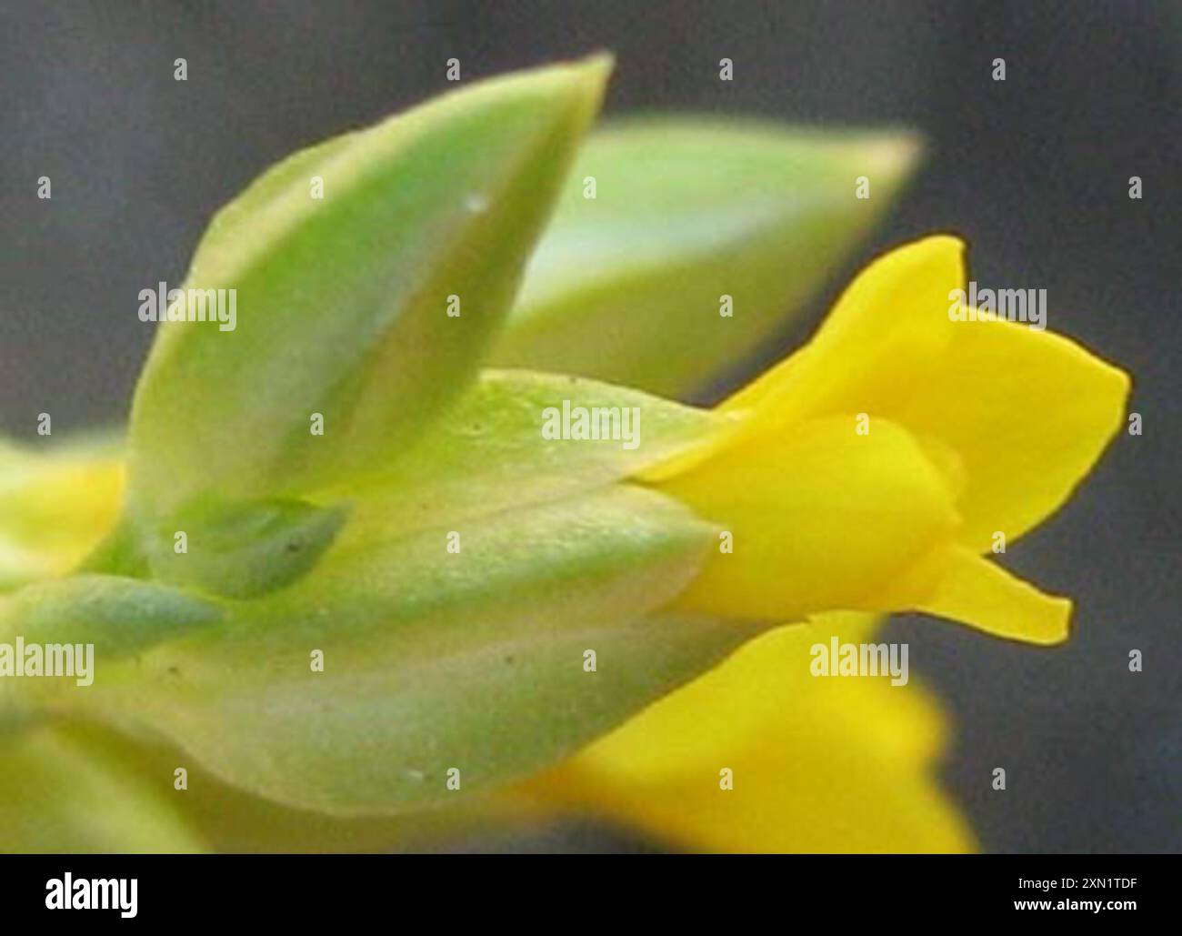 (Sebaea pentandra) Plantae Stock Photo - Alamy