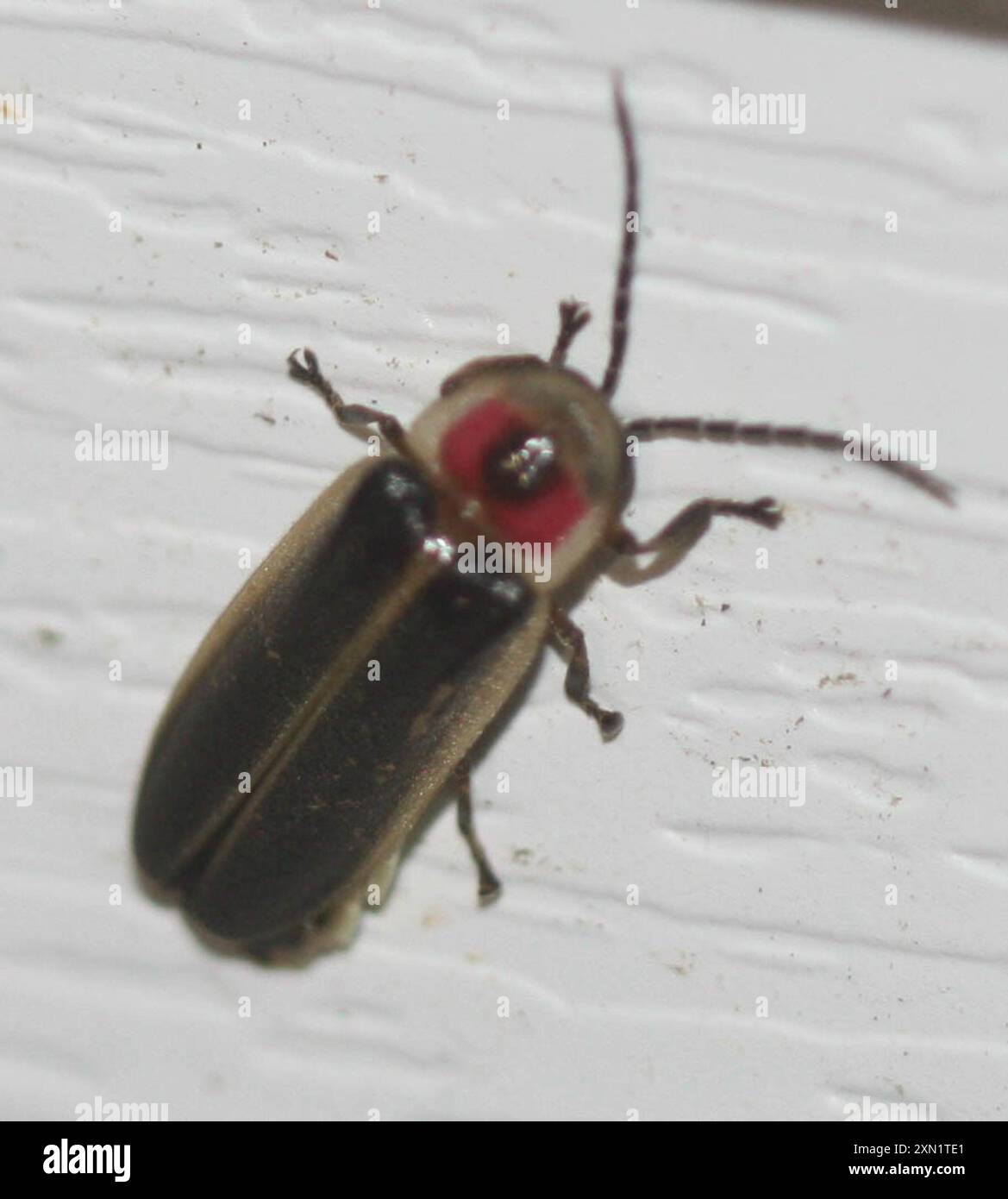 Common Eastern Firefly (Photinus pyralis) Insecta Stock Photo - Alamy