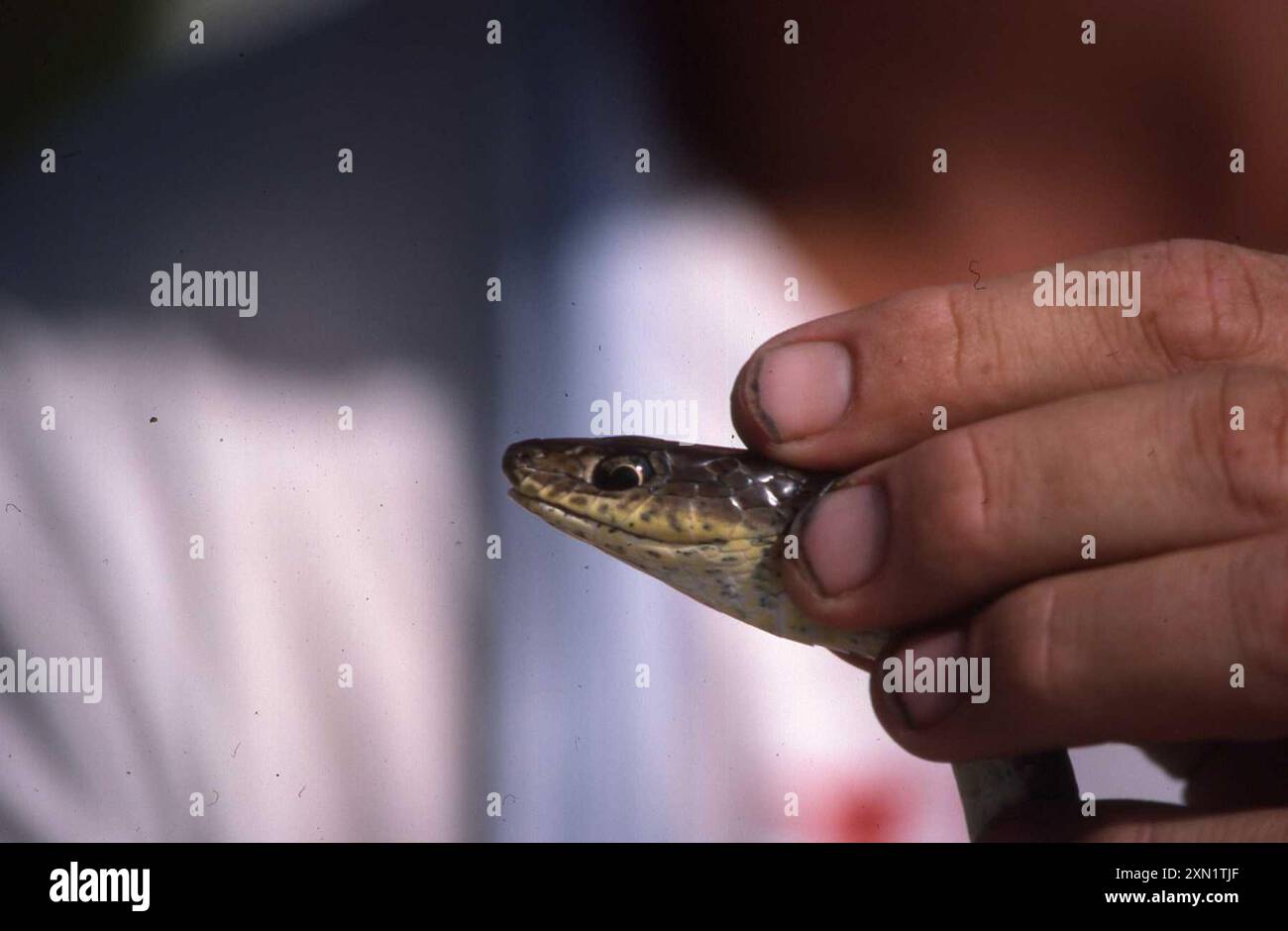 Olive Whip Snake (Psammophis mossambicus) Reptilia Stock Photo - Alamy