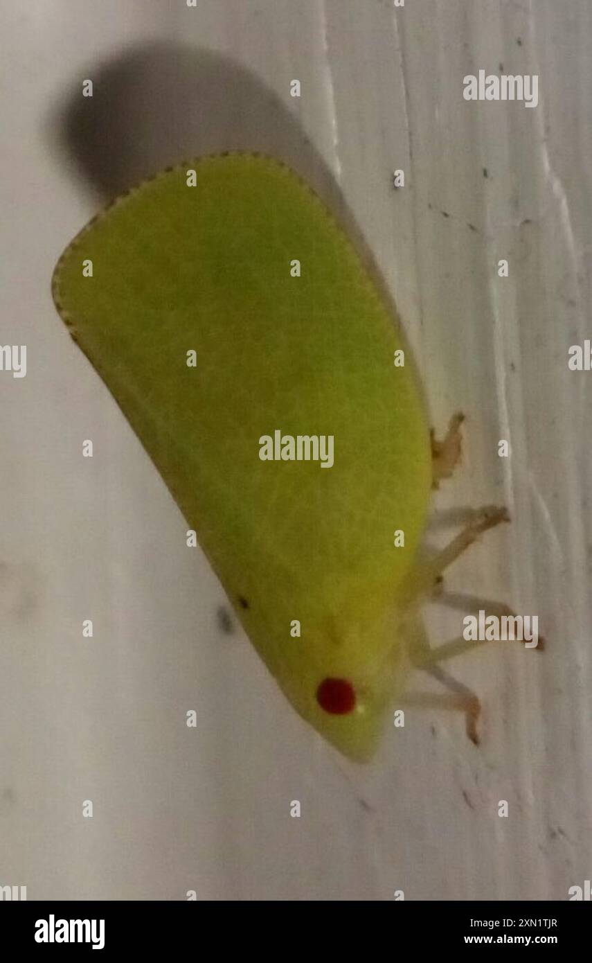 Green Cone-headed Planthopper (Acanalonia conica) Insecta Stock Photo ...