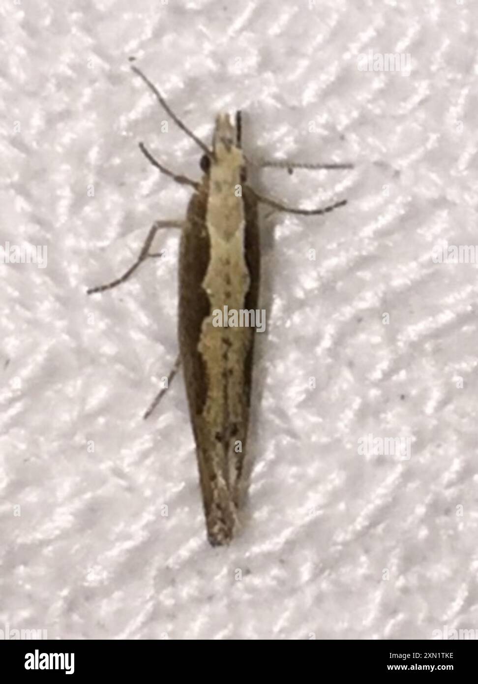 Diamondback Moth (Plutella xylostella) Insecta Stock Photo - Alamy